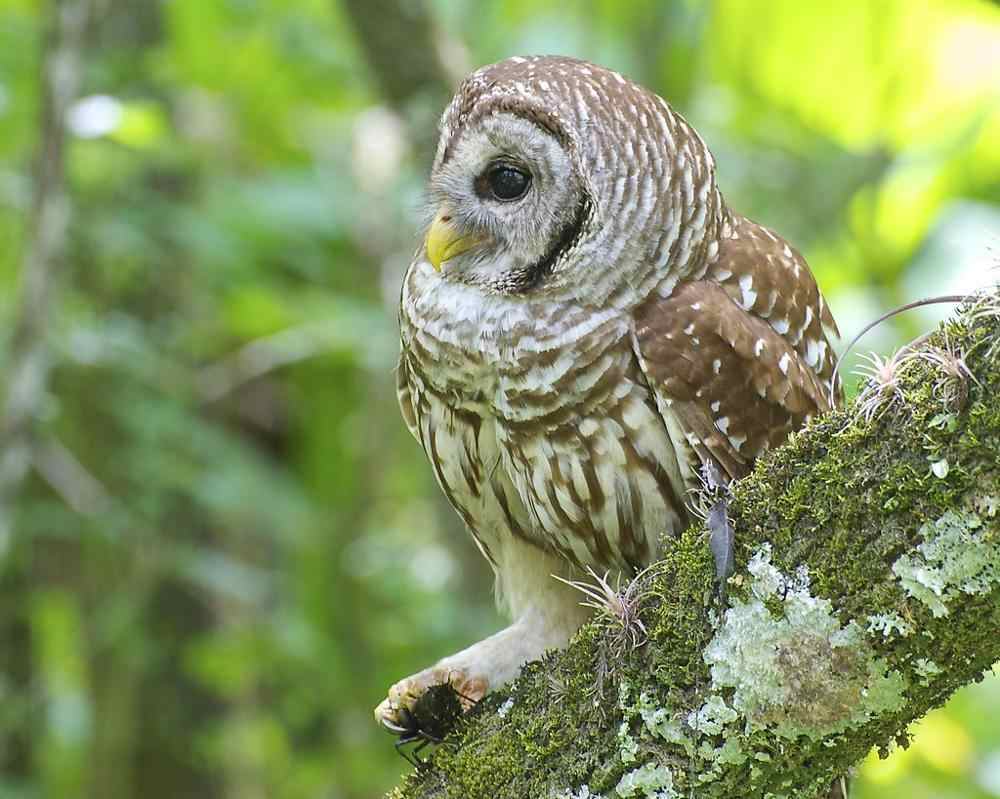 The Barred Owl [ Pictures for Easy Identification] - Birders