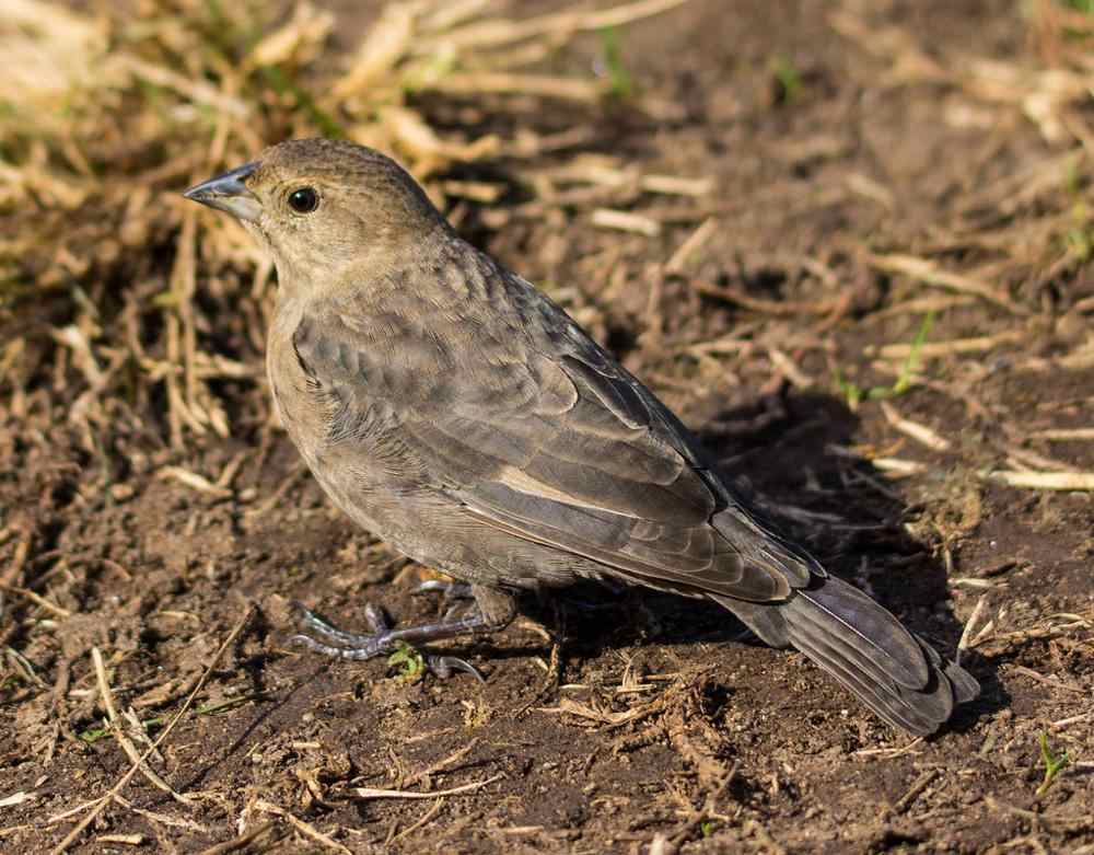 The California Towhee [ Pictures for Easy Identification] - Birders