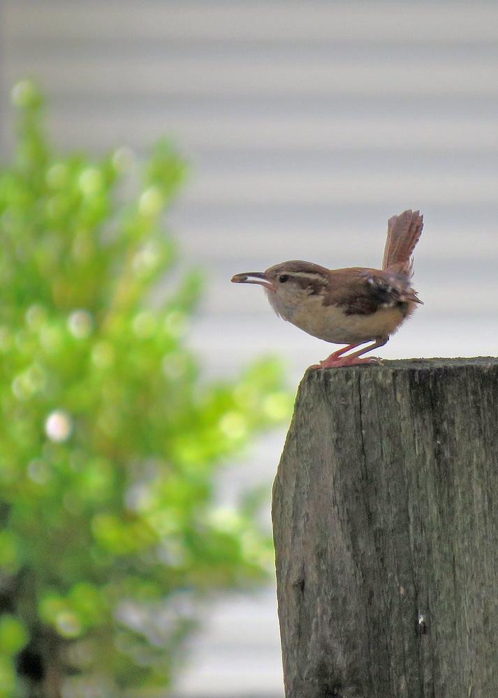 The Carolina Wren [ Pictures for Easy Identification] - Birders