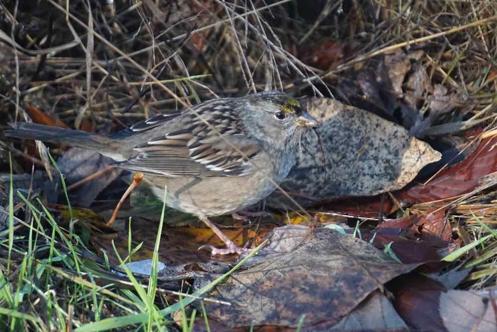 The Golden-crowned Sparrow [ Pictures for Easy Identification] - Birders