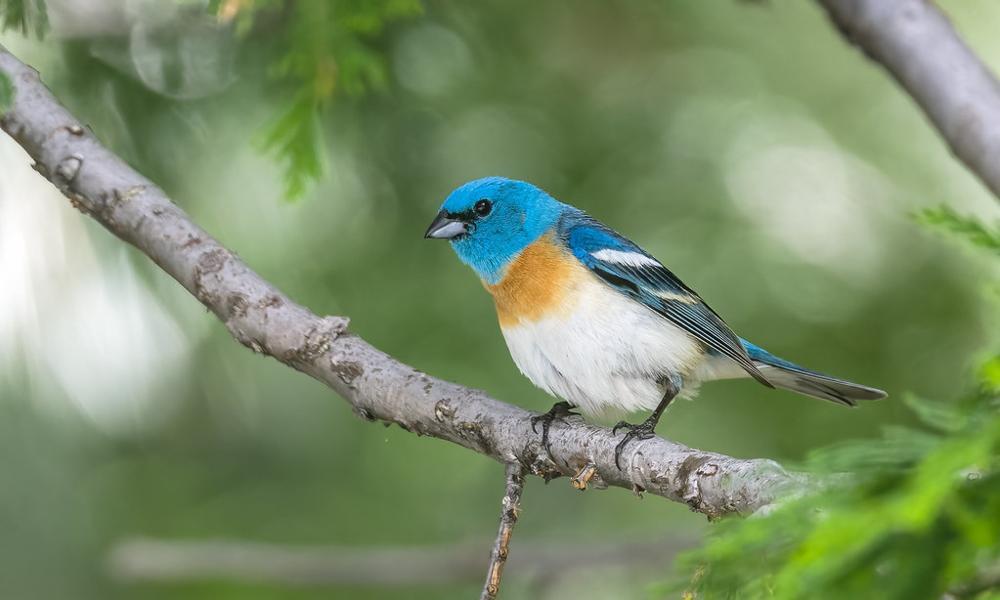 The Lazuli Bunting [ Pictures for Easy Identification] - Birders